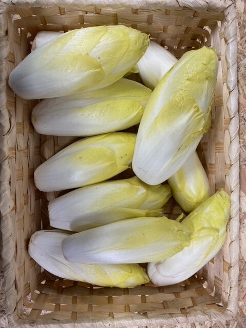 Endive - Limagne Légumes