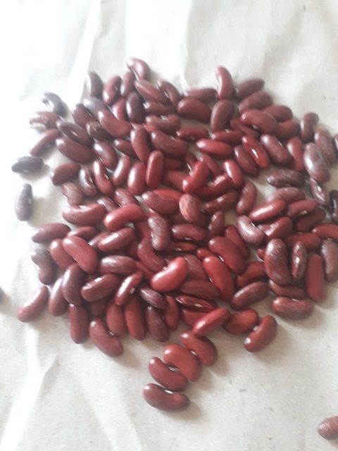 Haricot Secs rouges - Limagne Légumes